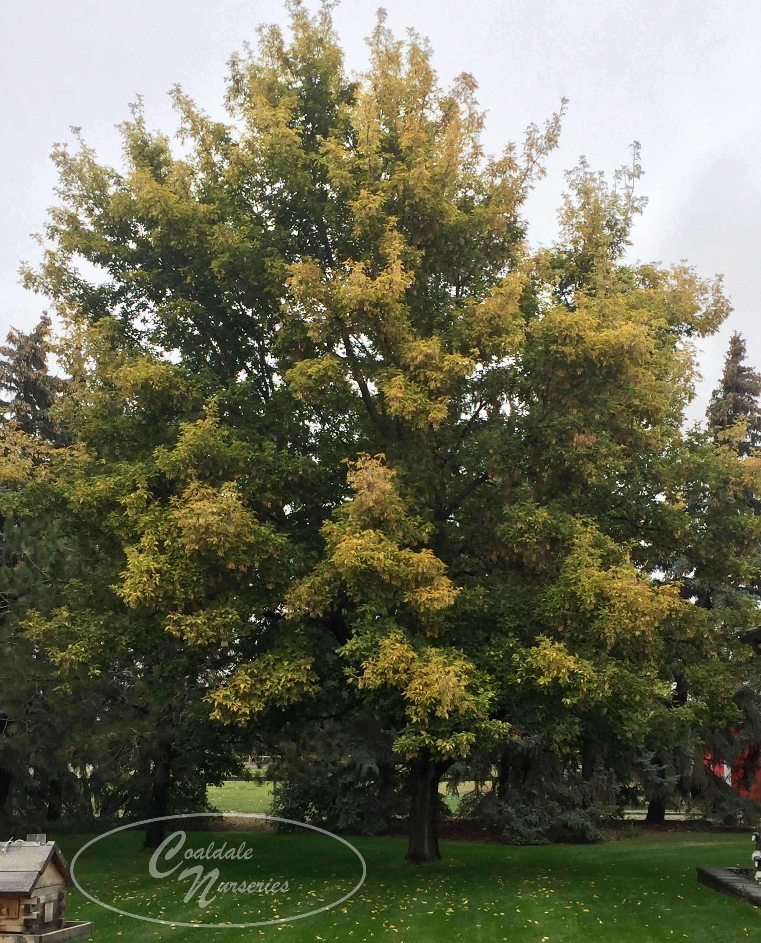 Plants – Coaldale Nurseries