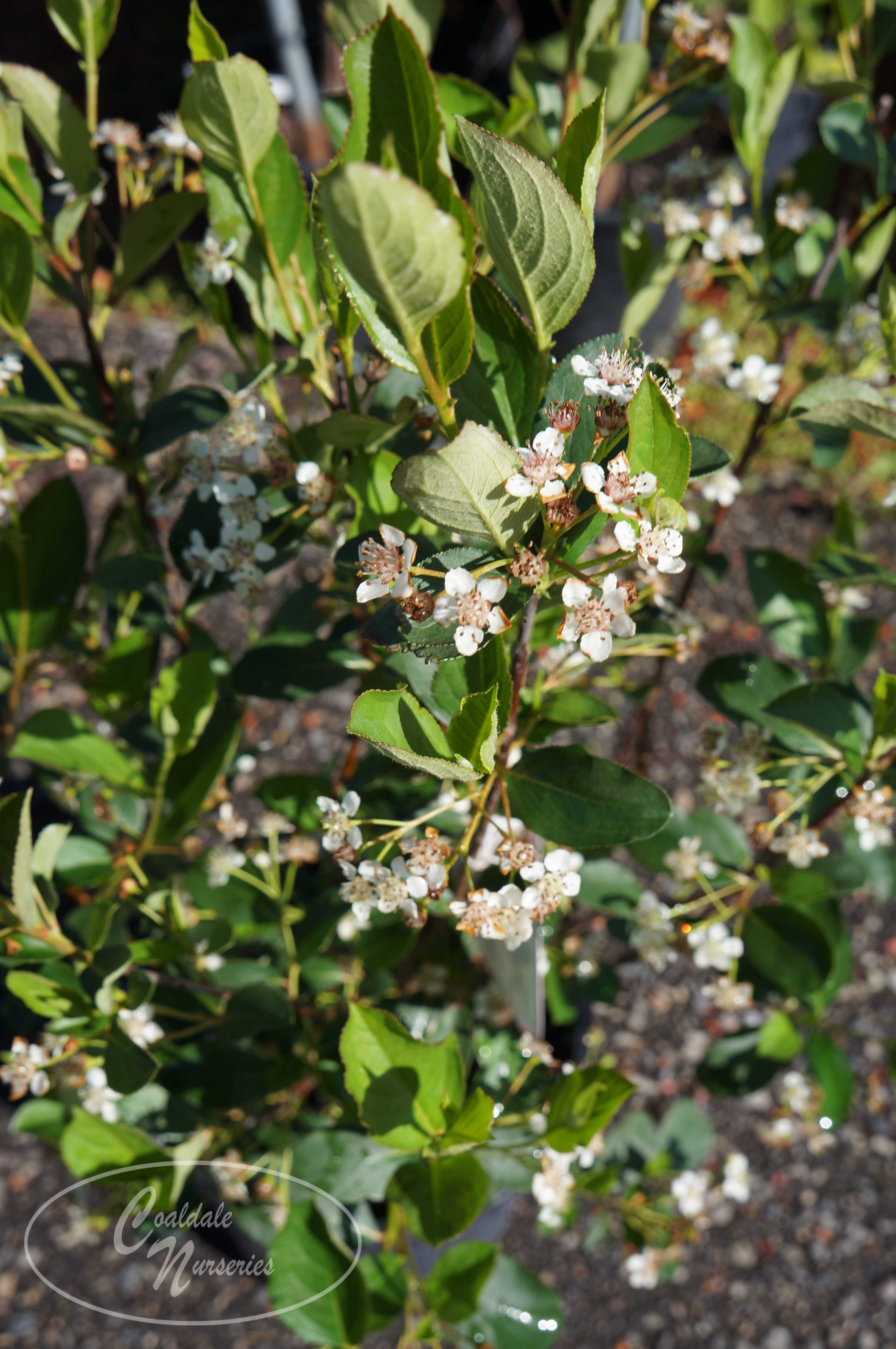 Plants – Coaldale Nurseries
